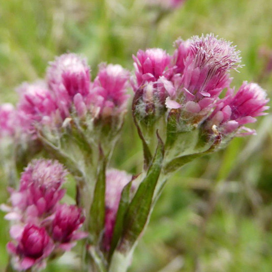 Antennaria dioica 'Rubra' - Antennaire dioïque - Vente Pied de chat