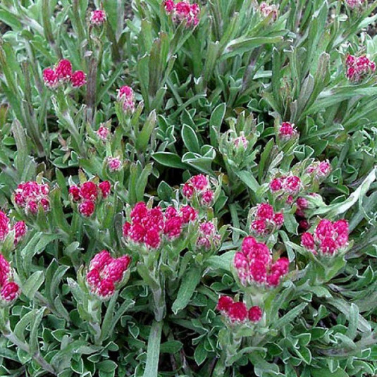 Antennaria dioica 'Rubra' - Antennaire dioïque - Vente Pied de chat