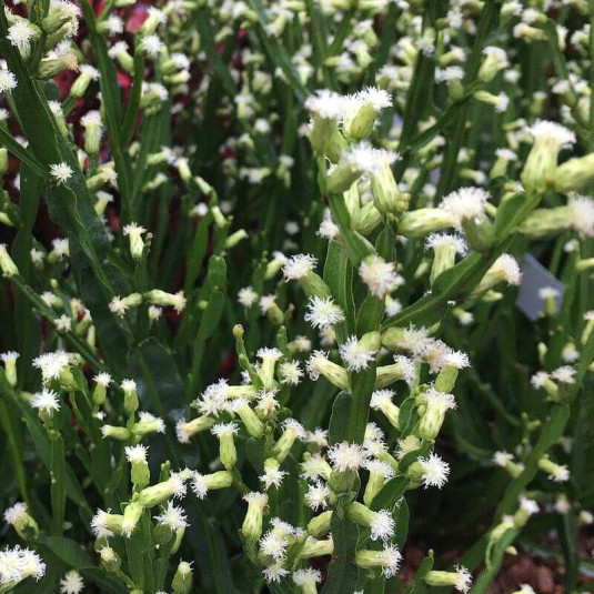 Baccharis genistelloides - Vente plant Carqueja