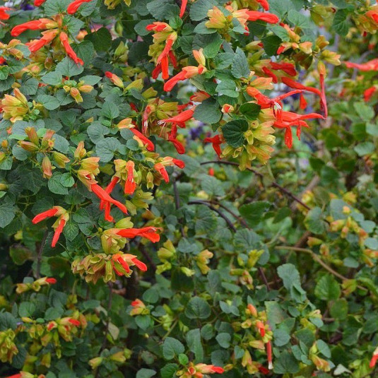 Sauge rouge des montagnes - Vente Salvia regla
