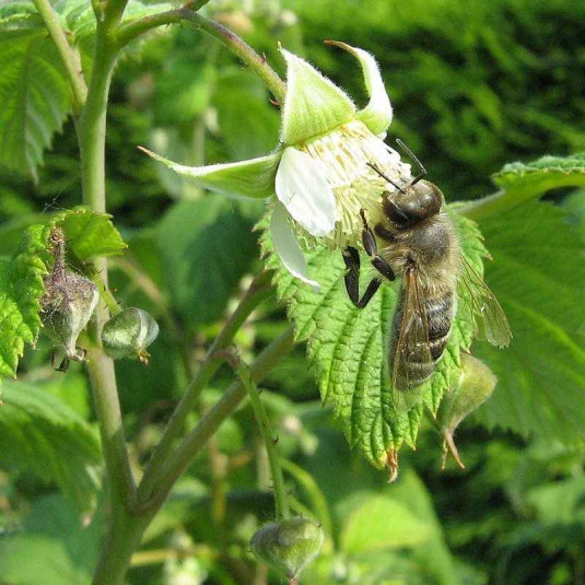 Framboisier à fruits noirs - Vente Rubus occidentalis ‘Bristol’ à ...