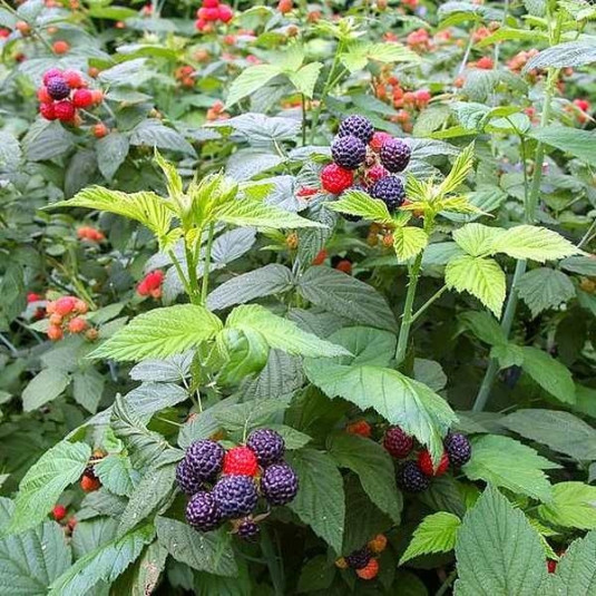 Framboisier à fruits noirs - Vente Rubus occidentalis ‘Bristol’ à ...