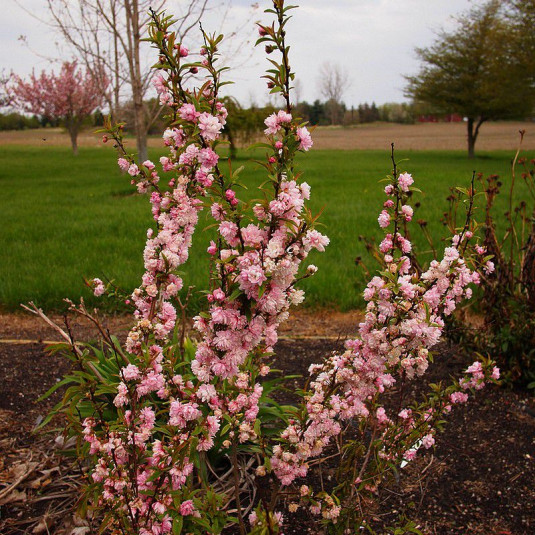 Prunus glandulosa 'Rosea Plena' - Vente Cerisier à fleur rose double