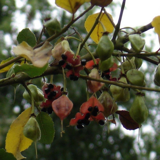 Crinodendron patagua - Vente Patahua du Chili