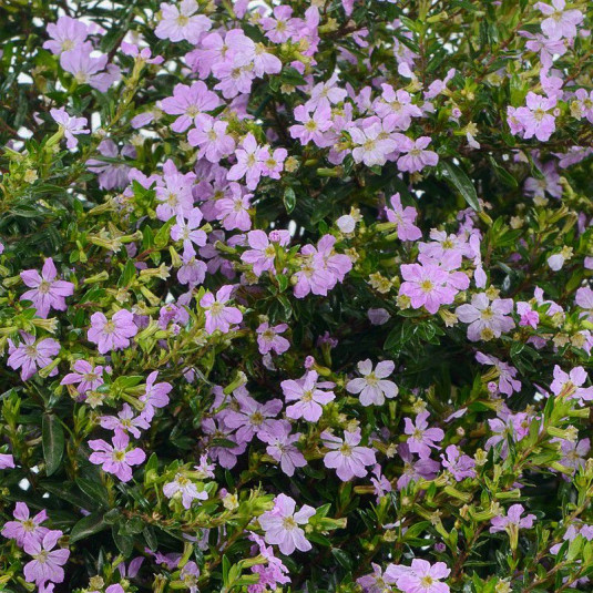 Cuphea hyssopifolia 'Allyson Lavender' - Etoile du Mexique bleue