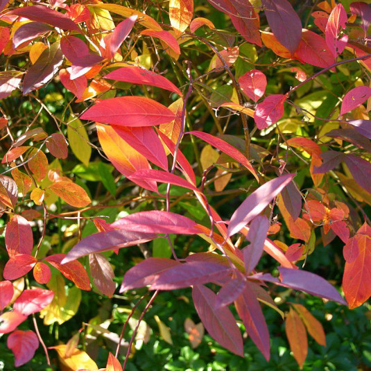 Itea virginica 'Merlot' - Vente Itéa de Virginie compact