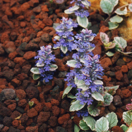 Ajuga reptans 'Burgundy Glow' - Vente Bugle rampant panaché