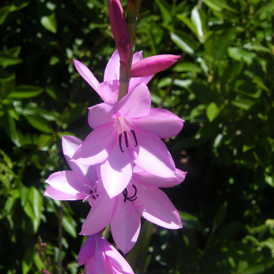 Watsonia borbonica rose - Achat arbustes et plantes