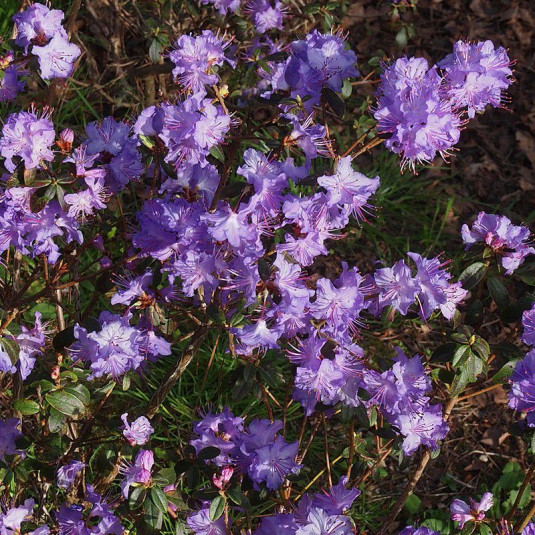 Rhododendron 'Blue Diamond' - Vente Rhododendron nain bleu