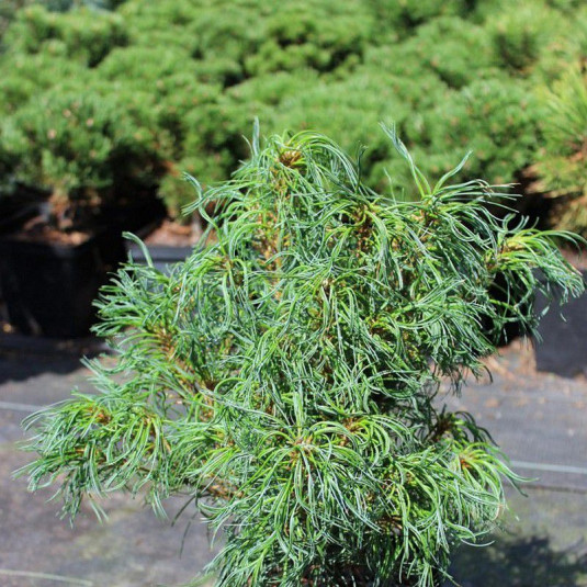 Pinus strobus 'Tiny Curls' - Vente Pin blanc greffé