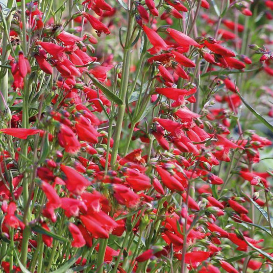 Penstemon barbatus 'Coccineus' - Vente Galane rouge