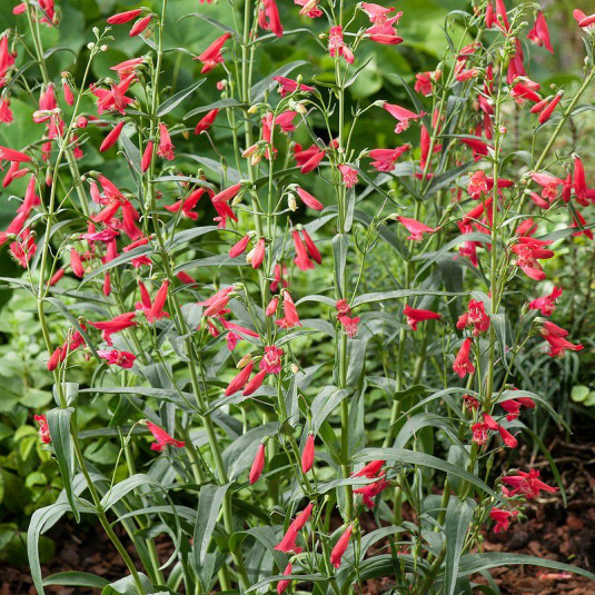 Penstemon barbatus 'Coccineus' - Vente Galane rouge
