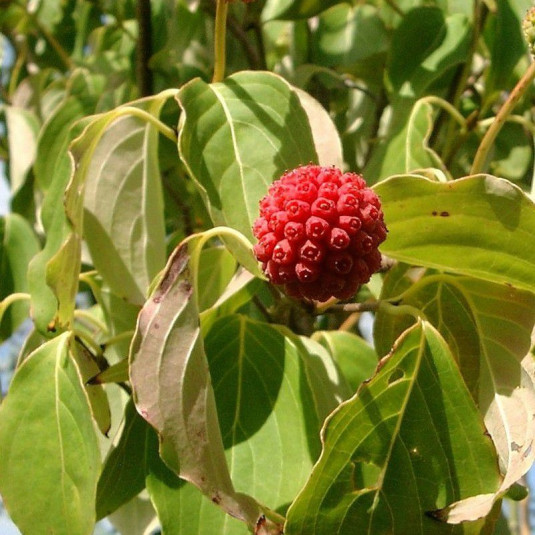 Cornus kousa 'Teutonia' - Vente Cornouiller compact à grandes fleurs