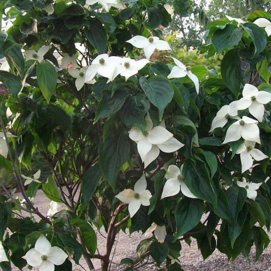 Cornus kousa 'Teutonia' - Vente Cornouiller compact à grandes fleurs