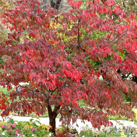 Cornus kousa 'Teutonia' - Vente Cornouiller compact à grandes fleurs