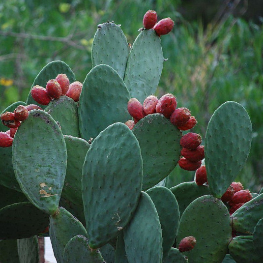 Opuntia inermis - Oponce rustique - Vente Cactus sans épines