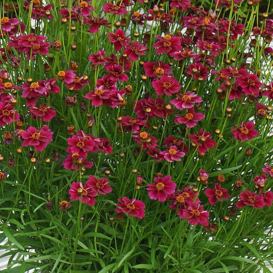 Coreopsis twinklebells® 'Purple' - Vente Coreopside pourpre