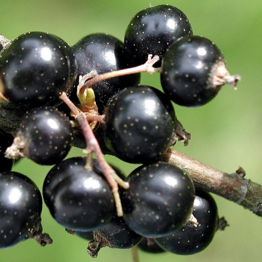 Plant cassis - Ribes nigrum 'Titania' - Vente Cassissier à gros fruits