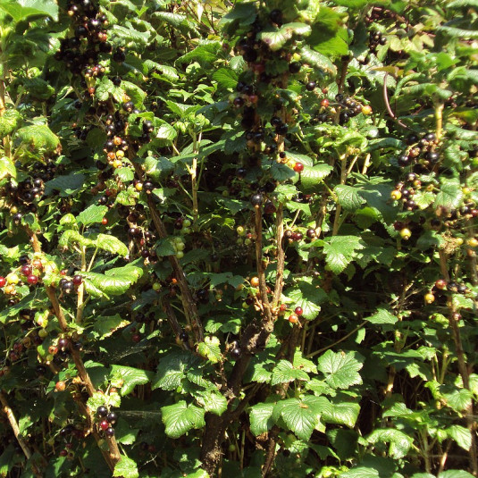 Plant cassis - Ribes nigrum 'Titania' - Vente Cassissier à gros fruits