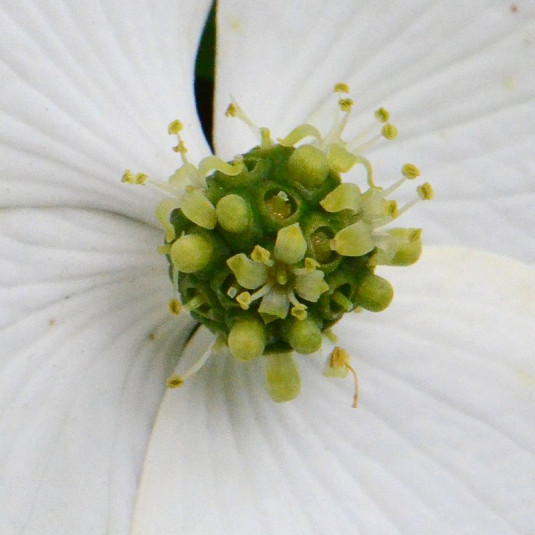 Cornus kousa 'Trinity Star' - Vente Cornouiller à fruit fraise