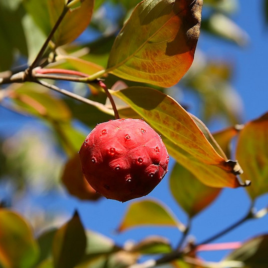 Cornus kousa 'Trinity Star' - Vente Cornouiller à fruit fraise