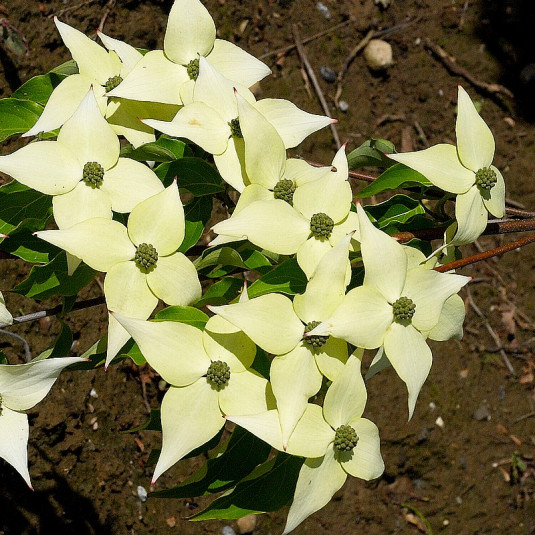 Cornus kousa 'Trinity Star' - Vente Cornouiller à fruit fraise
