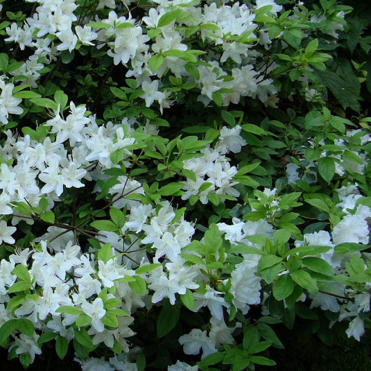 Azalée japonaise blanc - Vente Azalea japonica 'Adonis'