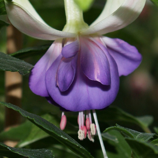 Fuchsia 'Blue Sarah'® - Vente Fuschia bleu et blanc compact