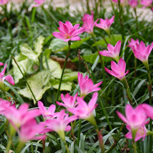 Zephyranthes rosea - Acheter Lis Zéphir rose