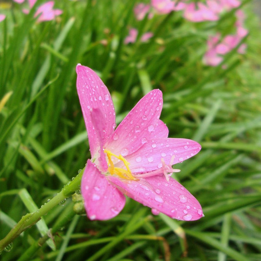 Zephyranthes rosea - Acheter Lis Zéphir rose