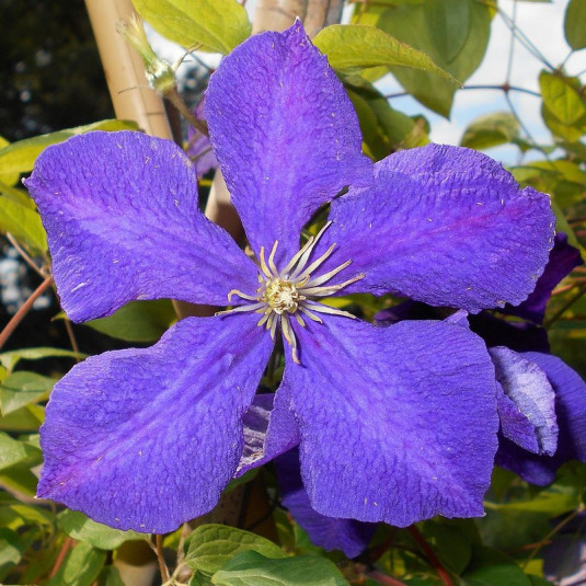 Clematis 'Viola' - Vente Clématite violette