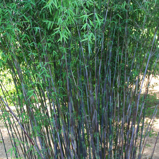 Fargesia Papyrifera Blue Dragon