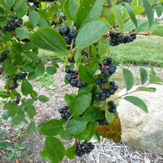 Aronia prunifolia 'Aron' - Vente Aronie à baies noires antioxydantes