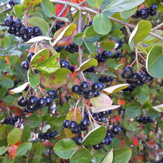 Aronia prunifolia 'Aron' - Vente Aronie à baies noires antioxydantes