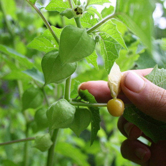 Cerise de terre - Groseille du Cap - Vente Physalis angulata