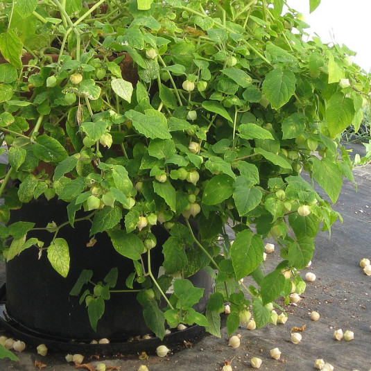 Cerise de terre - Groseille du Cap - Vente Physalis angulata