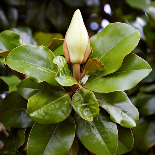 Magnolia grandiflora 'Goliath' - Vente Magnolia persistant d'été odorant