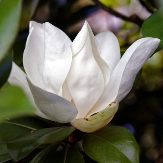 Magnolia grandiflora 'Goliath' - Vente Magnolia persistant d'été odorant