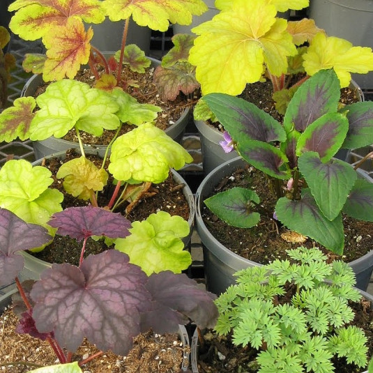 Viola Heartthrob ® - Vente Violette panachée