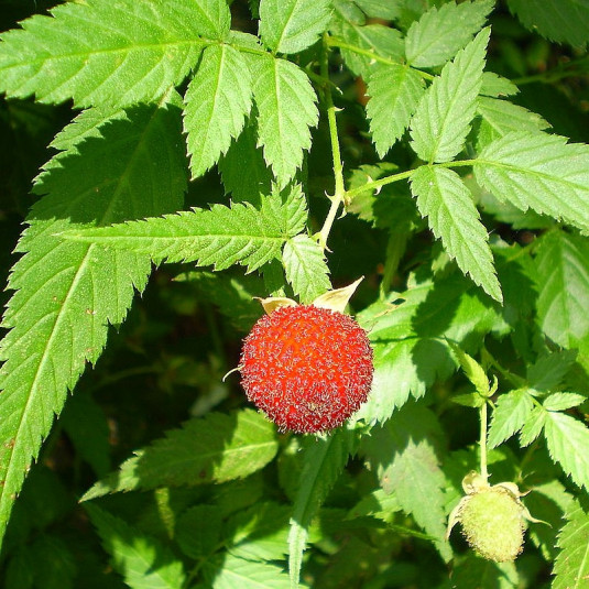 Rubus rosifolius 'Coronarius' - Vente Framboisier fleurs de rose