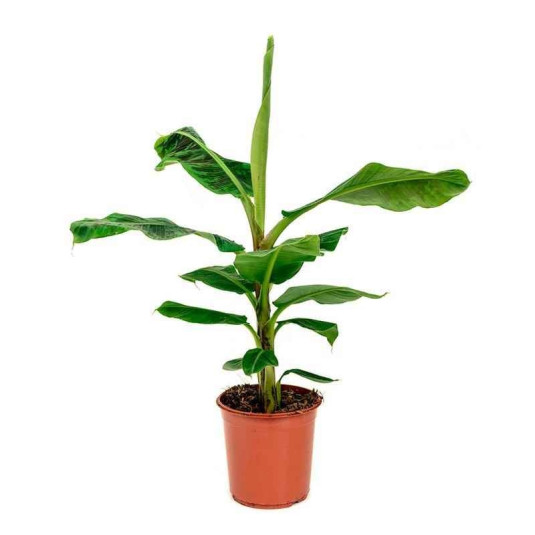 Musa Dwarf Cavendish - Vente Petit bananier d'intérieur