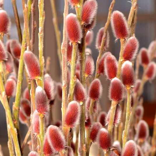 Salix gracilistyla 'Mount Aso' - Vente Saule japonais à chatons roses ...