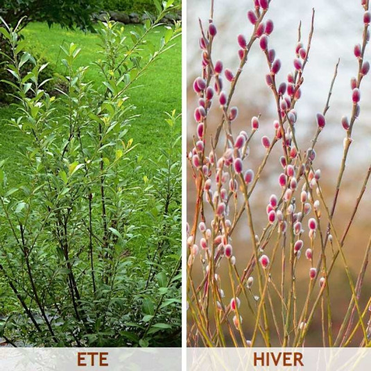 Salix gracilistyla 'Mount Aso' - Vente Saule japonais à chatons roses ...