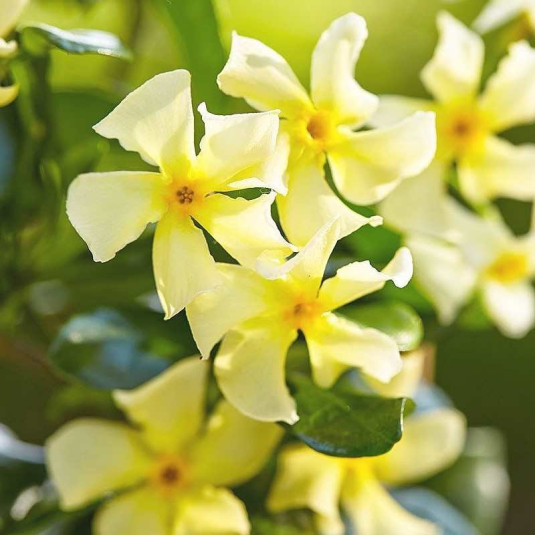 Trachelospermum jasminoides 'Star of Toscane'® - Vente Jasmin jaune étoilé