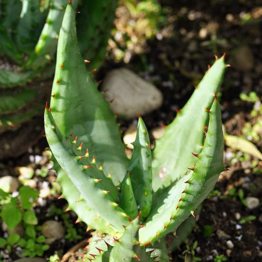 Aloe ferox - Vente Aloès du Cap
