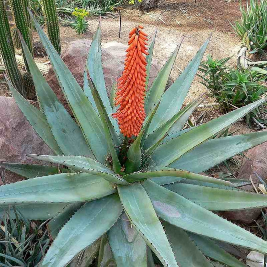 Aloe ferox - Vente Aloès du Cap