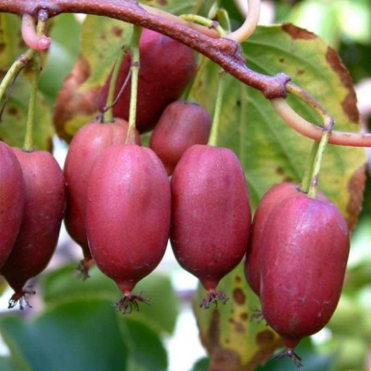 Kiwaï rouge - Actinidia purpurea 'Hardy Red' - Mini kiwi