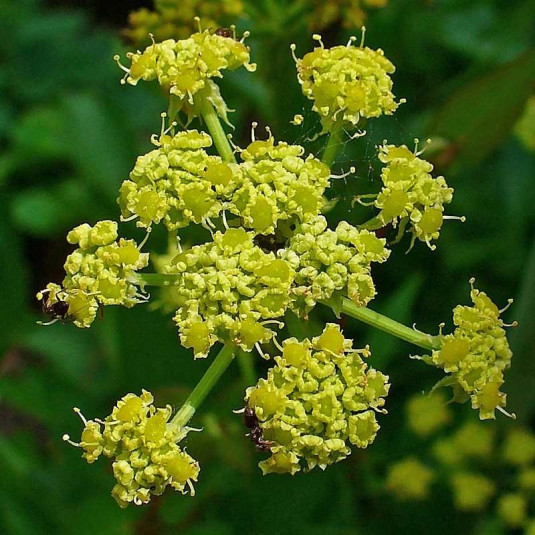 Livèche - Vente Levisticum officinale - Plant Céleri perpétuel vivace