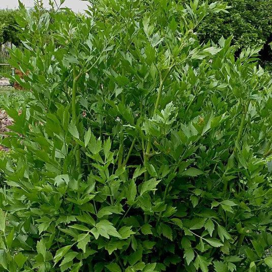 Livèche - Vente Levisticum officinale - Plant Céleri perpétuel vivace