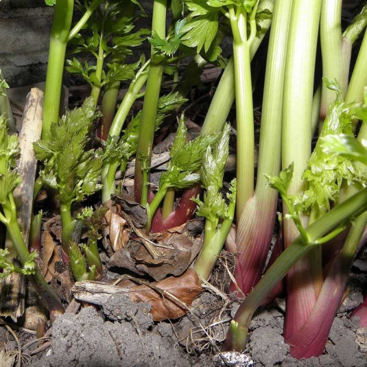 Livèche - Vente Levisticum officinale - Plant Céleri perpétuel vivace